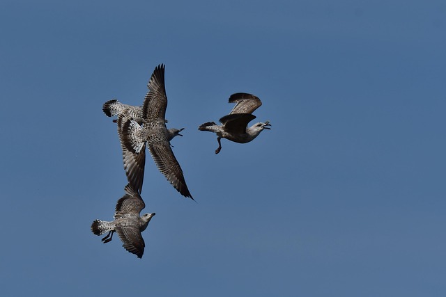 Birds Flying Ornithology - Free photo on Pixabay - Pixabay