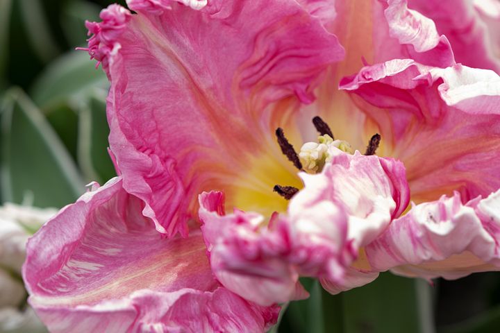 80+ Free Parrot Tulip & Flower Images - Pixabay