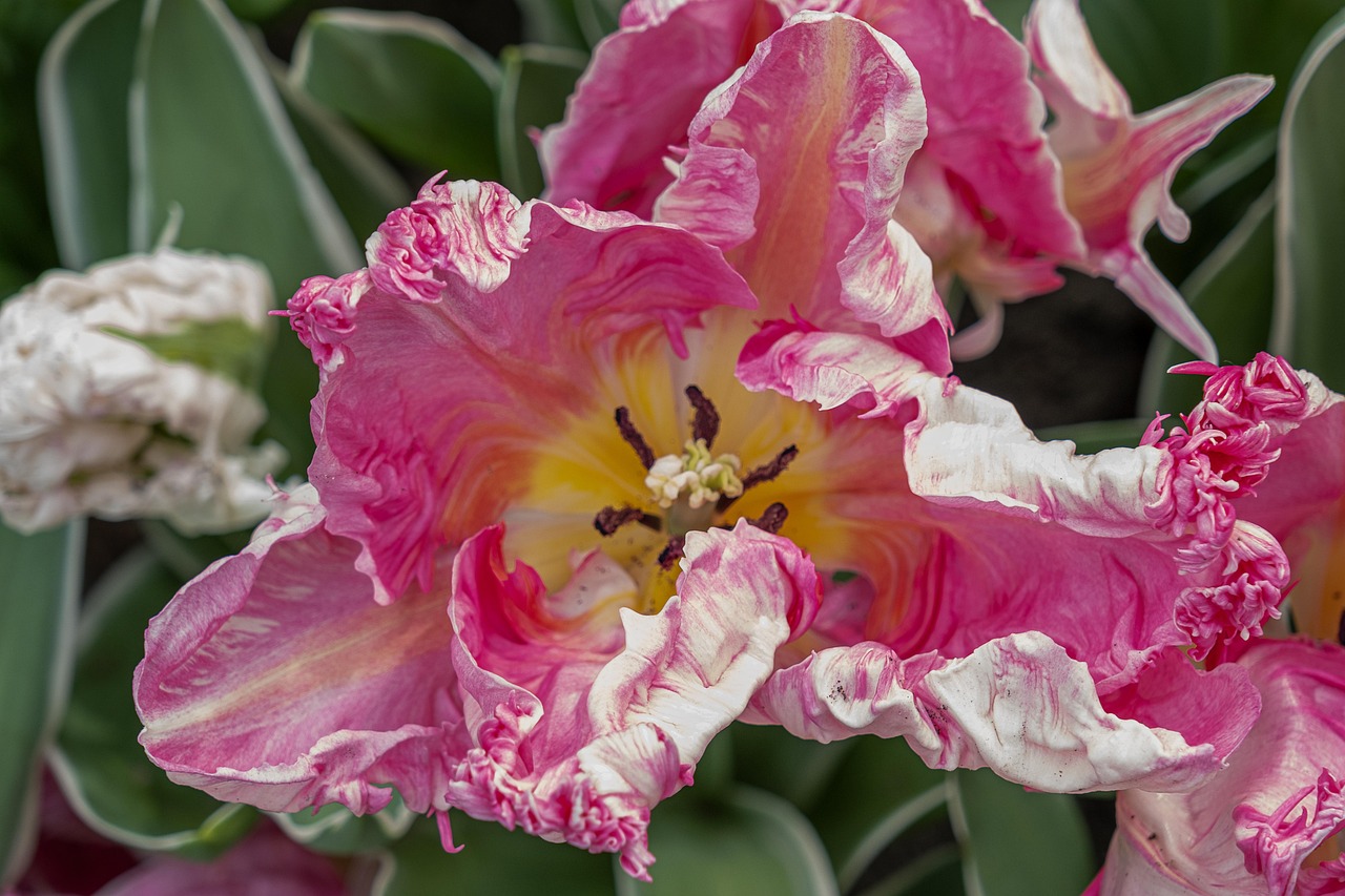 Tulipanes Flor Planta - Foto gratis en Pixabay - Pixabay