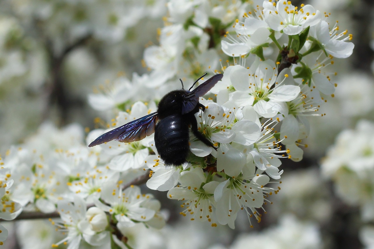 Insecte Abeille - Photo gratuite sur Pixabay - Pixabay