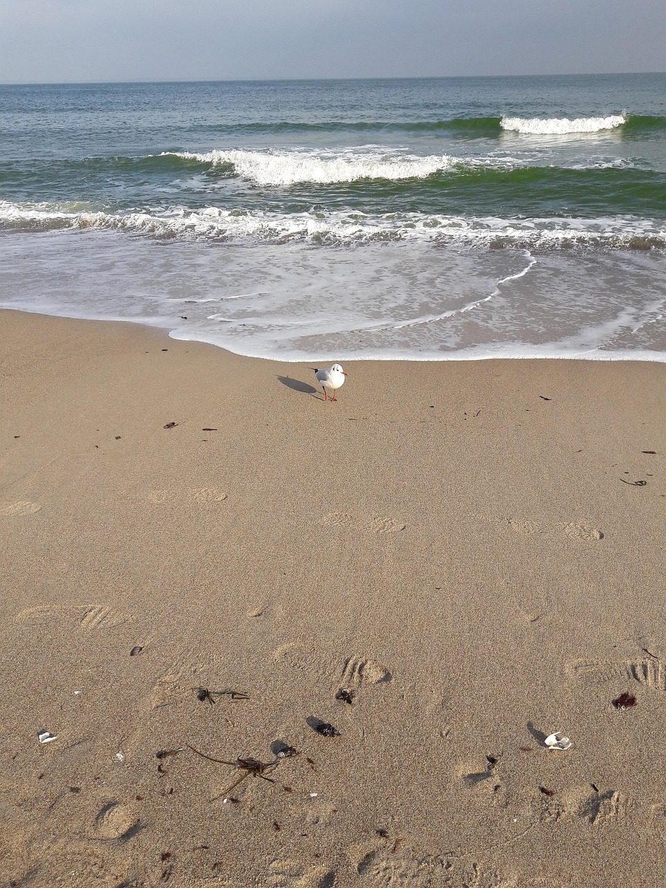 Plage Mer Baltique Mouette - Photo gratuite sur Pixabay - Pixabay