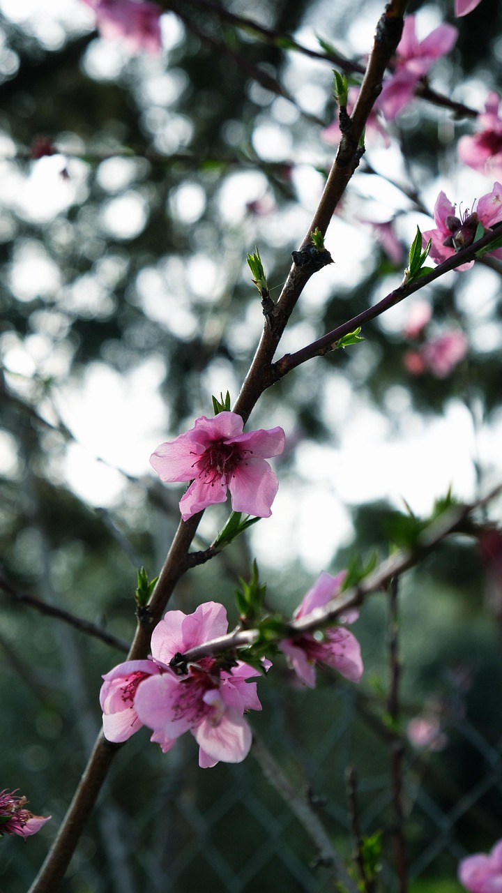 Flores Botánica Florecer - Foto gratis en Pixabay