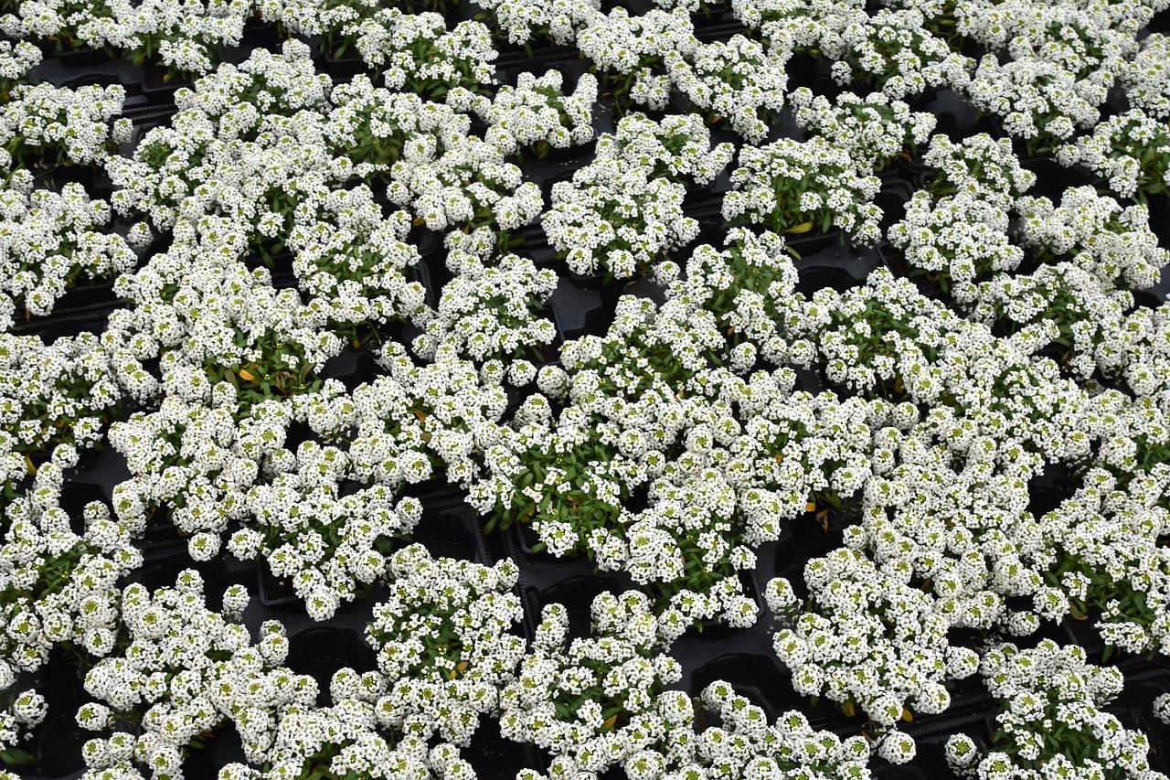 White Flowers Plantation Plant - Free photo on Pixabay - Pixabay