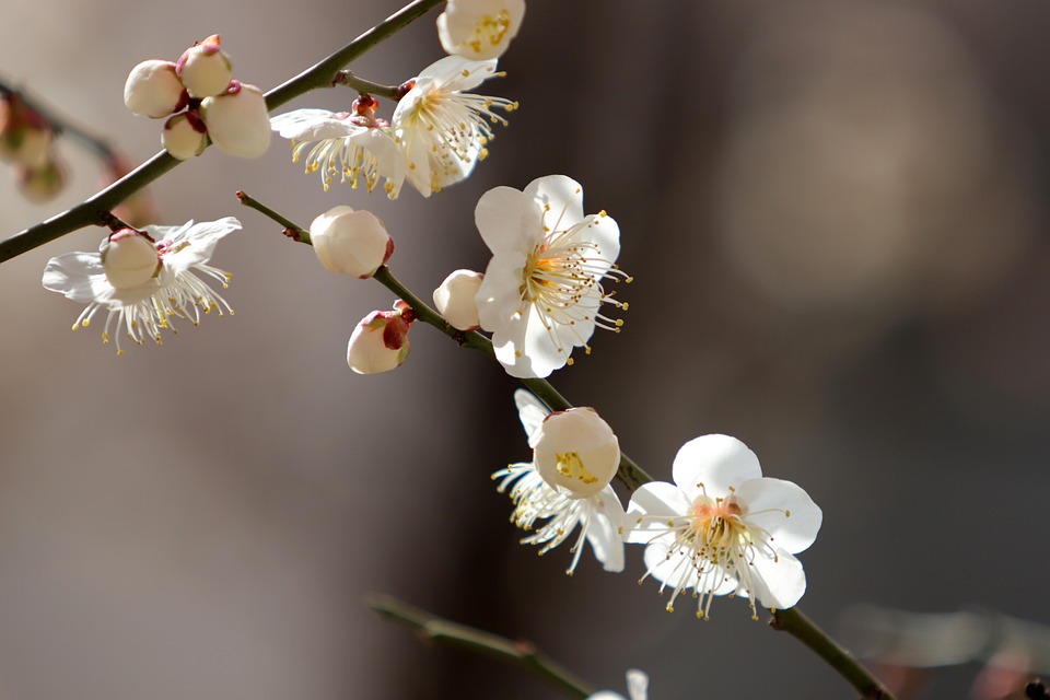Pflaumen-Blüten Weiße Blumen - Kostenloses Foto auf Pixabay