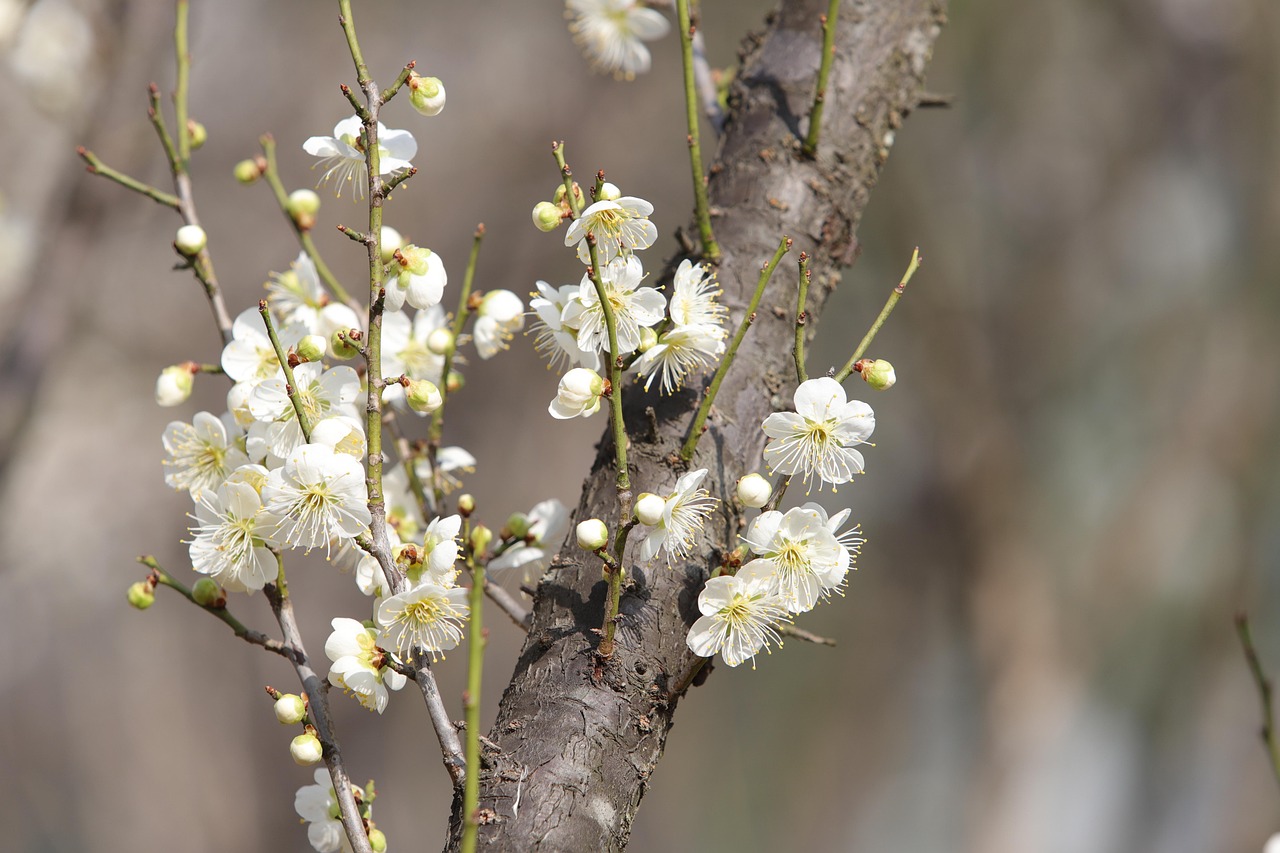 Plum Blossoms Flowers Spring - Free photo on Pixabay - Pixabay