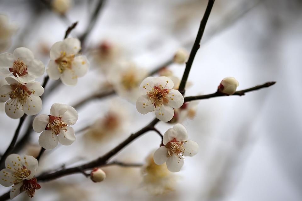 Plum Blossoms Flowers Spring - Free photo on Pixabay