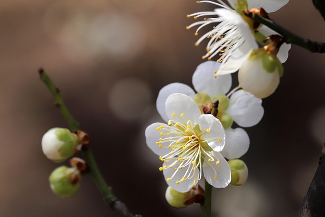 Plum Blossoms Flowers Spring - Free photo on Pixabay