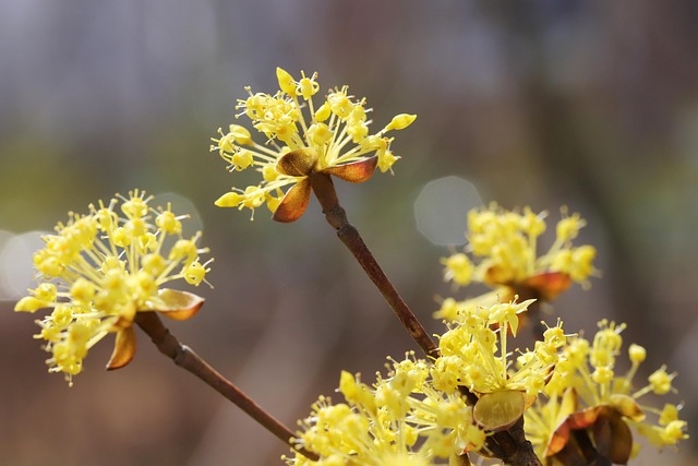 Bunga Kuning Bunga-Bunga - Foto gratis di Pixabay - Pixabay
