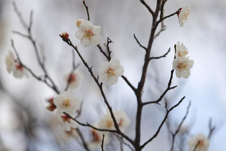 Pflaumen-Blüten Pflaumenblüten - Kostenloses Foto auf Pixabay