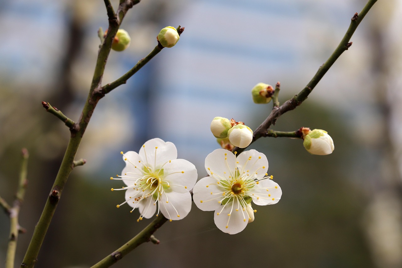 Plum Blossoms Flowers Spring - Free photo on Pixabay