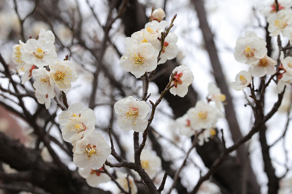 Plum Blossoms Flowers Spring - Free photo on Pixabay