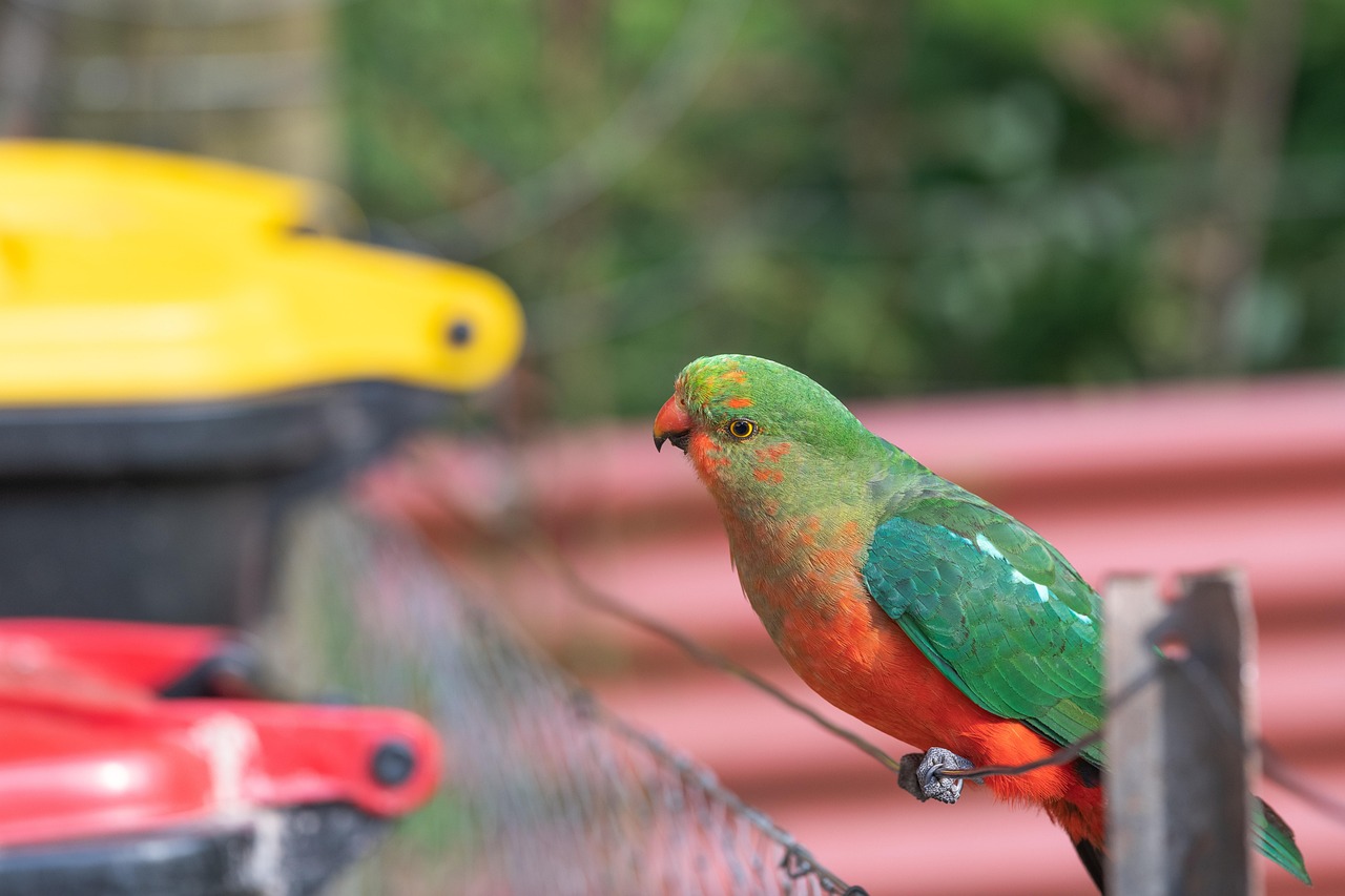 Australian King Parrot Bird - Free photo on Pixabay - Pixabay