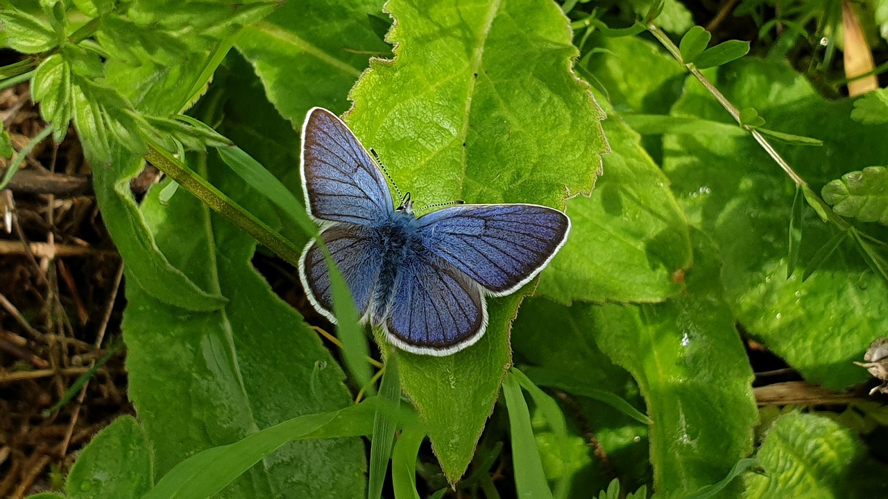 Insecte Bleu Mazarine Papillon - Photo gratuite sur Pixabay - Pixabay