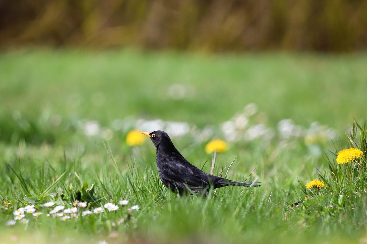 Pájaro Mirlo Ornitología - Foto gratis en Pixabay - Pixabay