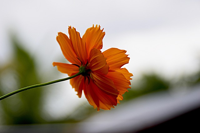 Flower Sulfur Cosmos Bloom - Free photo on Pixabay - Pixabay