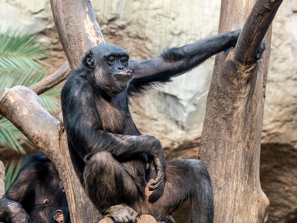 Chimpanzee Zoo Primate - Free photo on Pixabay