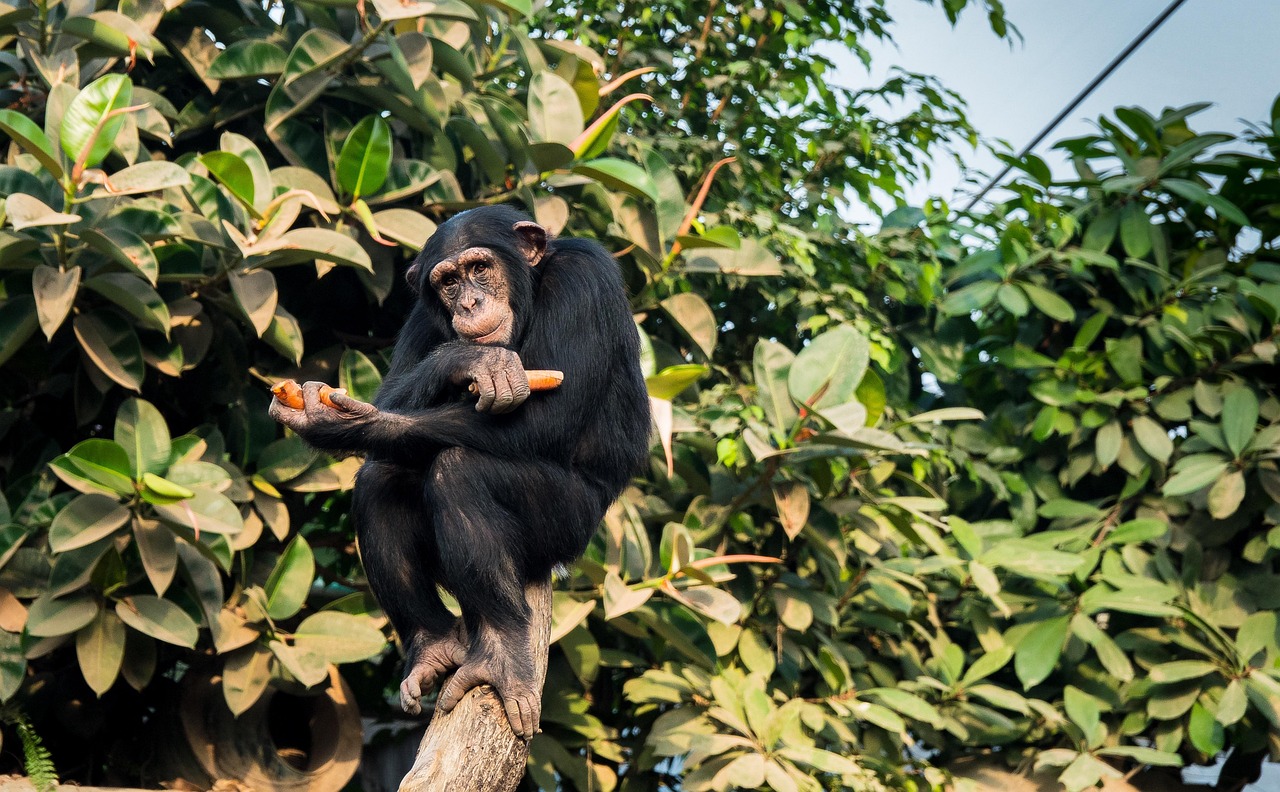 Chimpanzee Zoo Primate - Free photo on Pixabay - Pixabay
