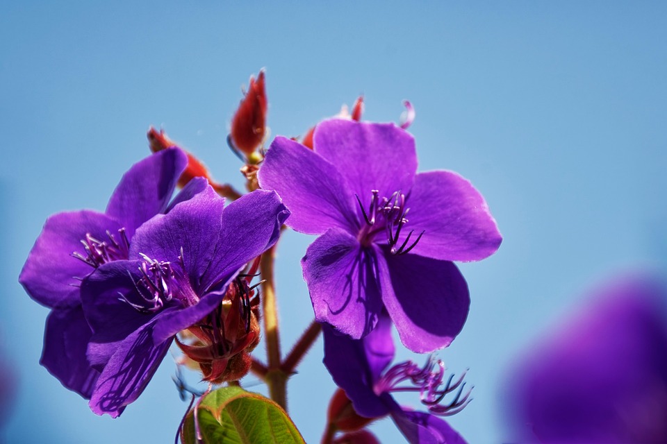 Tibouchina Árbol De Violeta - Foto gratis en Pixabay