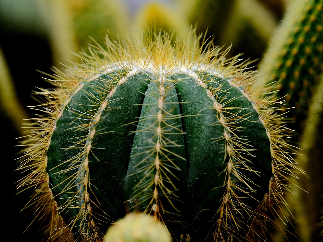 Cactus Flora Naturaleza - Foto gratis en Pixabay - Pixabay