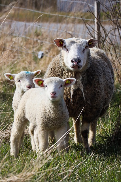 Animals Sheep Finnsheep - Free photo on Pixabay