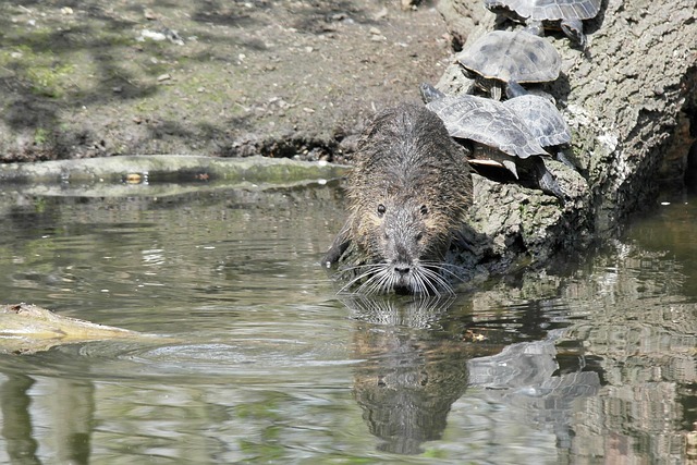 Satwa Nutria Hewan Pengerat - Foto gratis di Pixabay - Pixabay