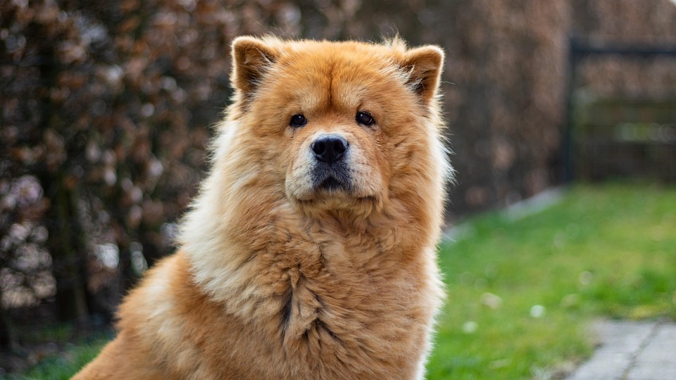 Dog Chow Pet - Free photo on Pixabay - Pixabay