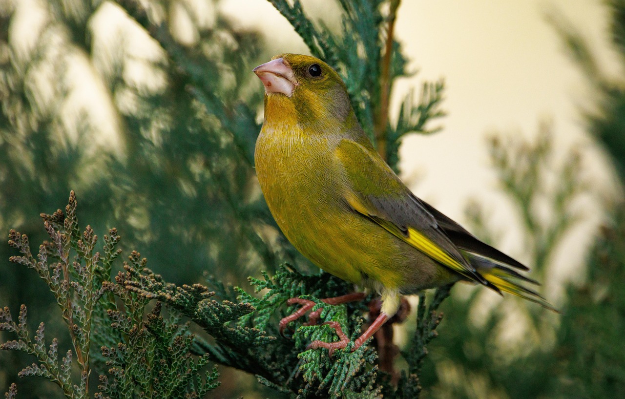 100+ Free Greenfinch & Bird Images - Pixabay