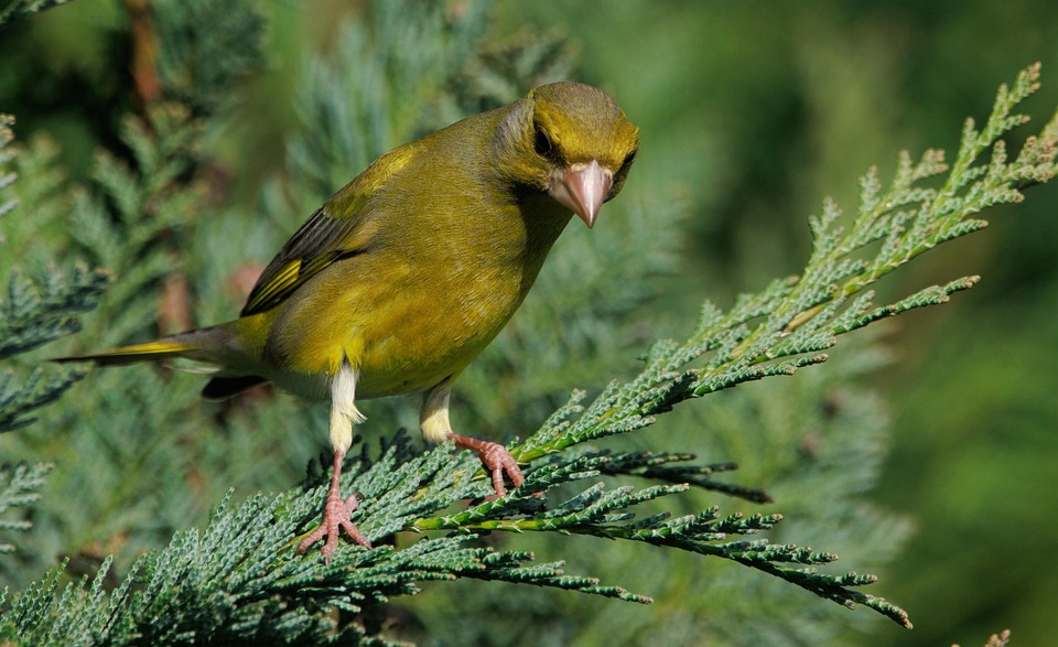 Greenfinch Bird Wildlife - Free photo on Pixabay - Pixabay