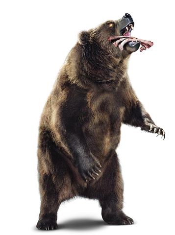 7,000+ Bear Pictures & Images [HD] - Pixabay