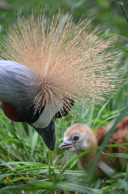 Bird Grey Crowned Crane - Free photo on Pixabay - Pixabay