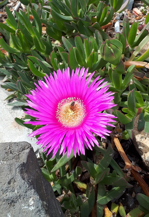 Carpobrotus Witch'S Nail Flowers - Free photo on Pixabay - Pixabay