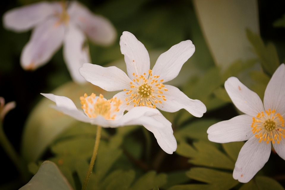 Flores Bloom Florescer Madeira - Foto gratuita no Pixabay - Pixabay