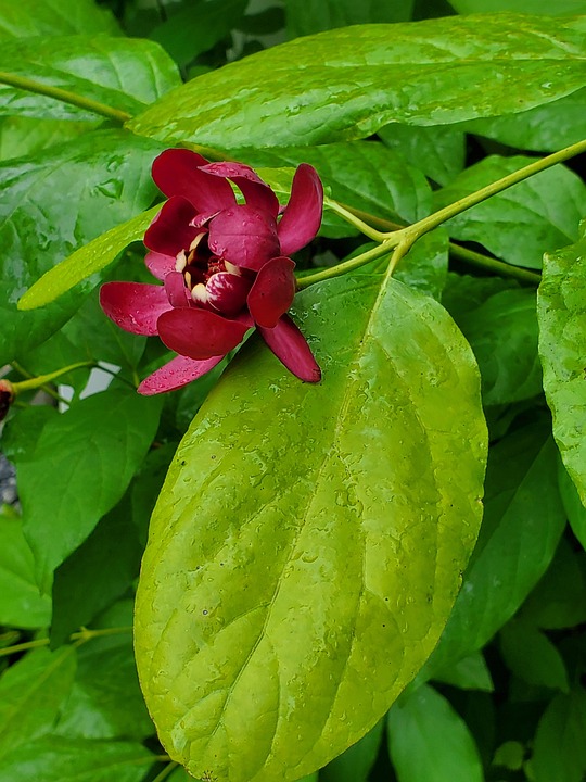Calycanthus Arbusto Dulce Flor - Foto gratis en Pixabay - Pixabay