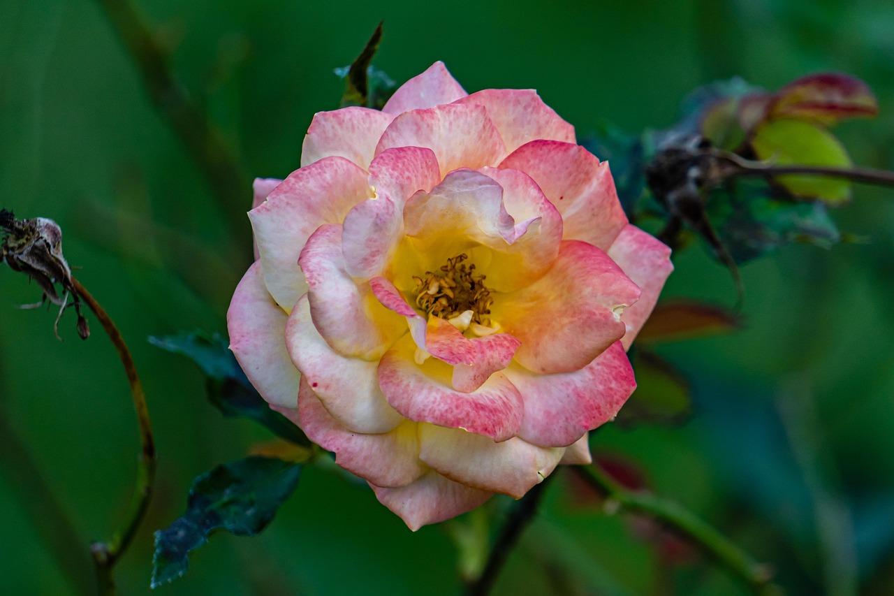 6+ Free Rosa Peace & Nature Images - Pixabay