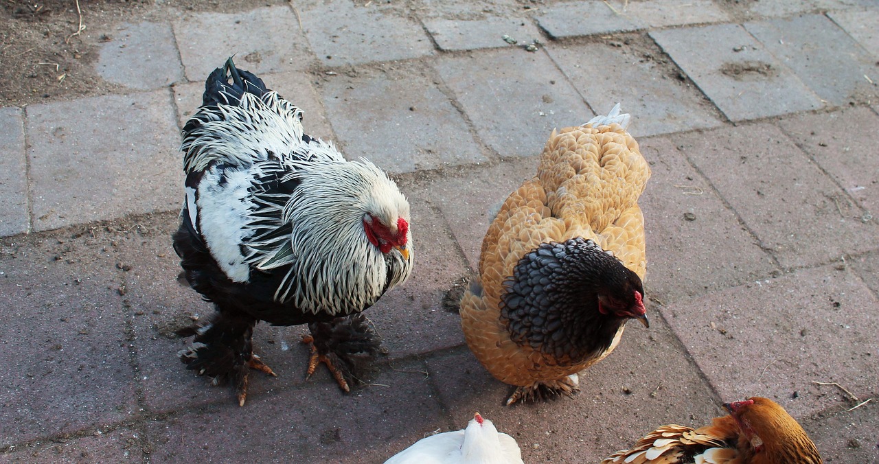 Chickens Poultry Hens - Free photo on Pixabay - Pixabay