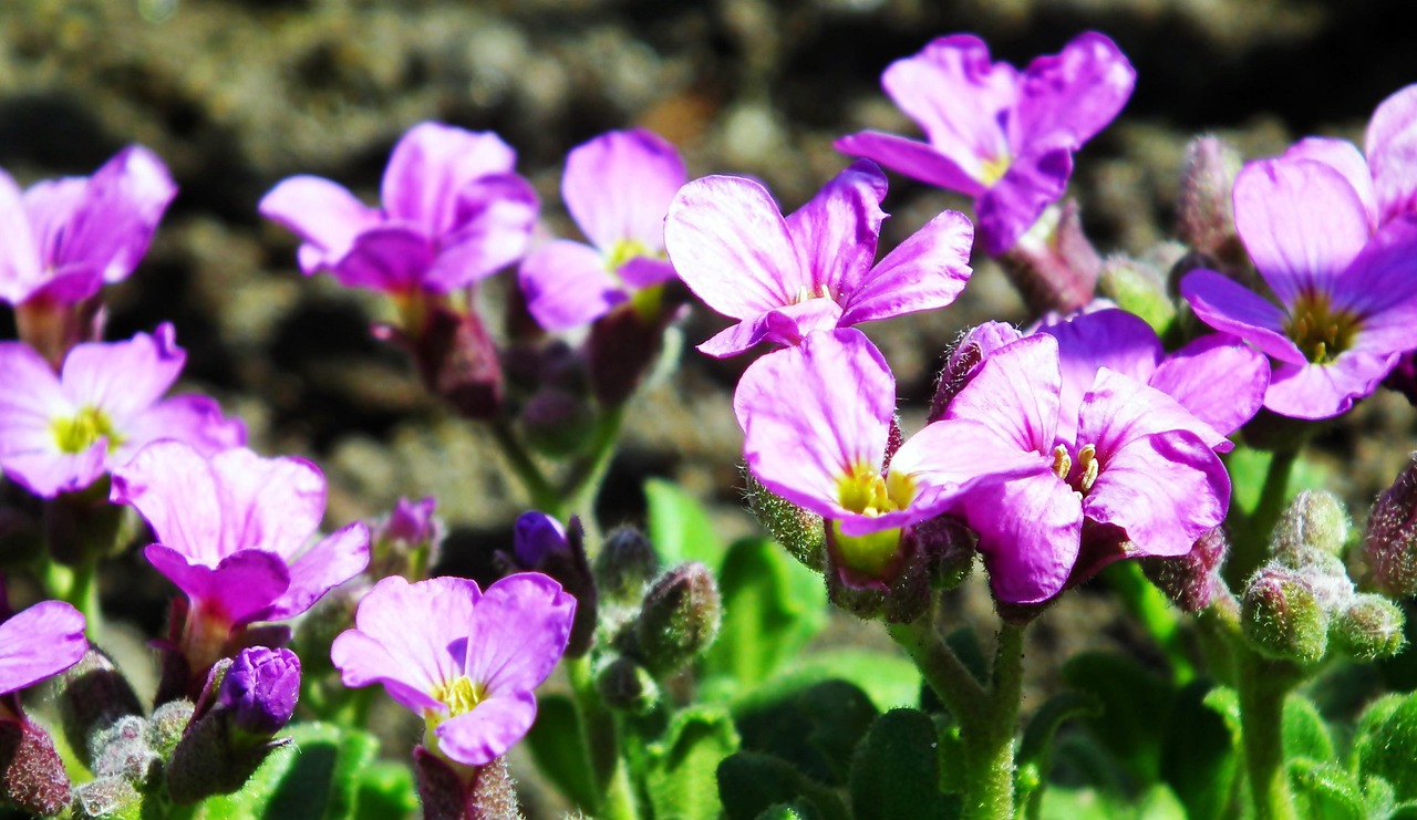 Flores Berro De Roca La Costa - Foto gratis en Pixabay - Pixabay
