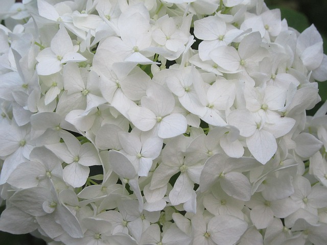 Fleur Blanc Nature Gros - Photo gratuite sur Pixabay - Pixabay