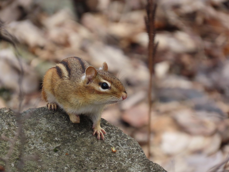 Animale Scoiattolo Roditore - Foto gratis su Pixabay - Pixabay