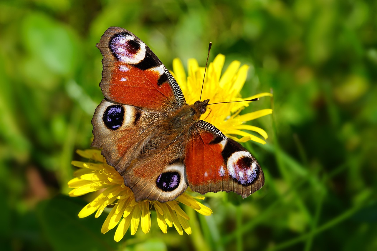 Peacock Vlinder Paardebloemen - Gratis foto op Pixabay - Pixabay