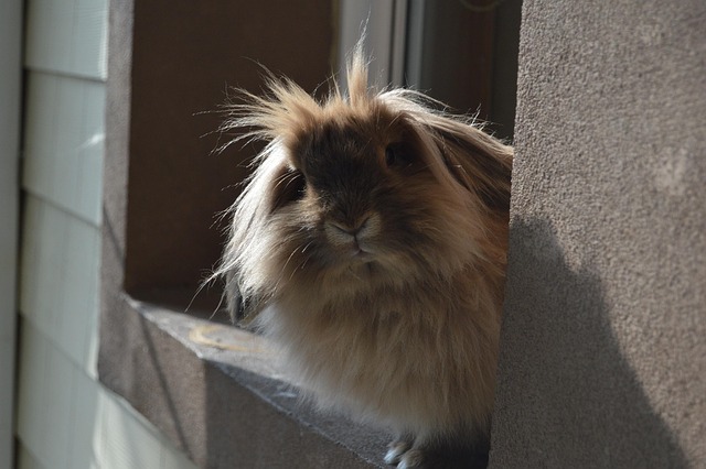 Animal Bunny Rabbit - Free photo on Pixabay