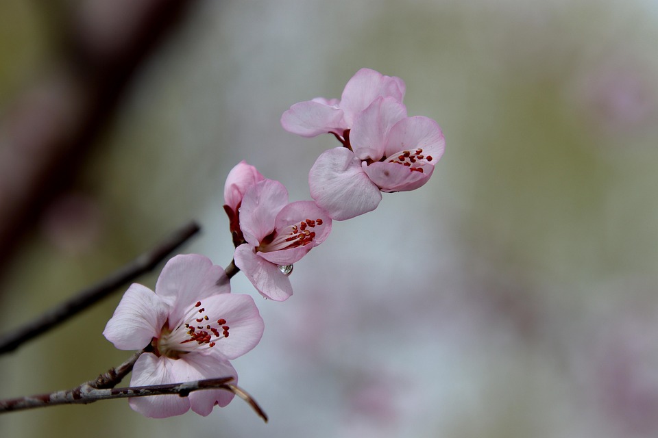 Fiore Di Pesco Fiori Primavera - Foto gratis su Pixabay