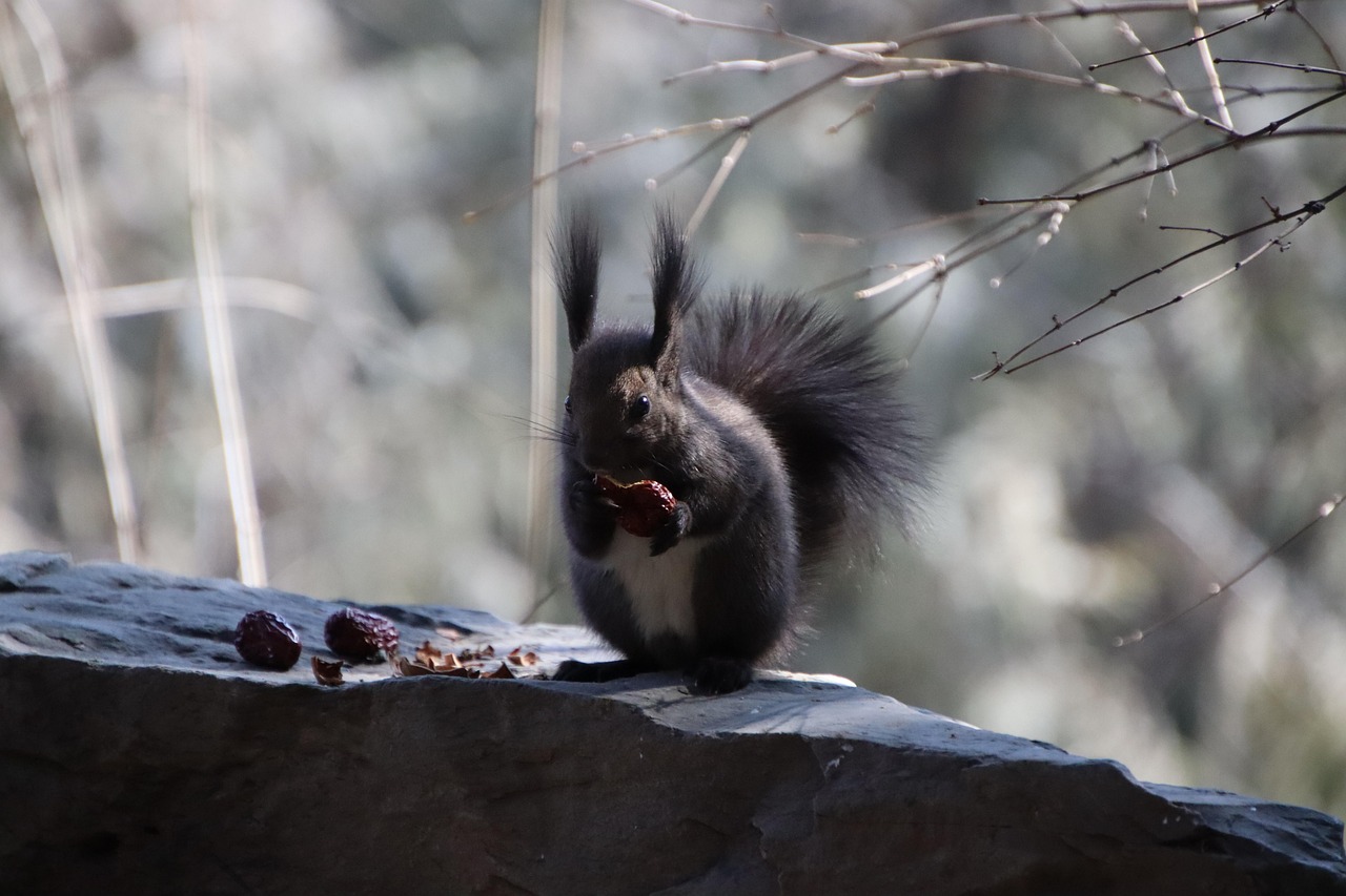 Squirrel Rodent Animal - Free photo on Pixabay - Pixabay