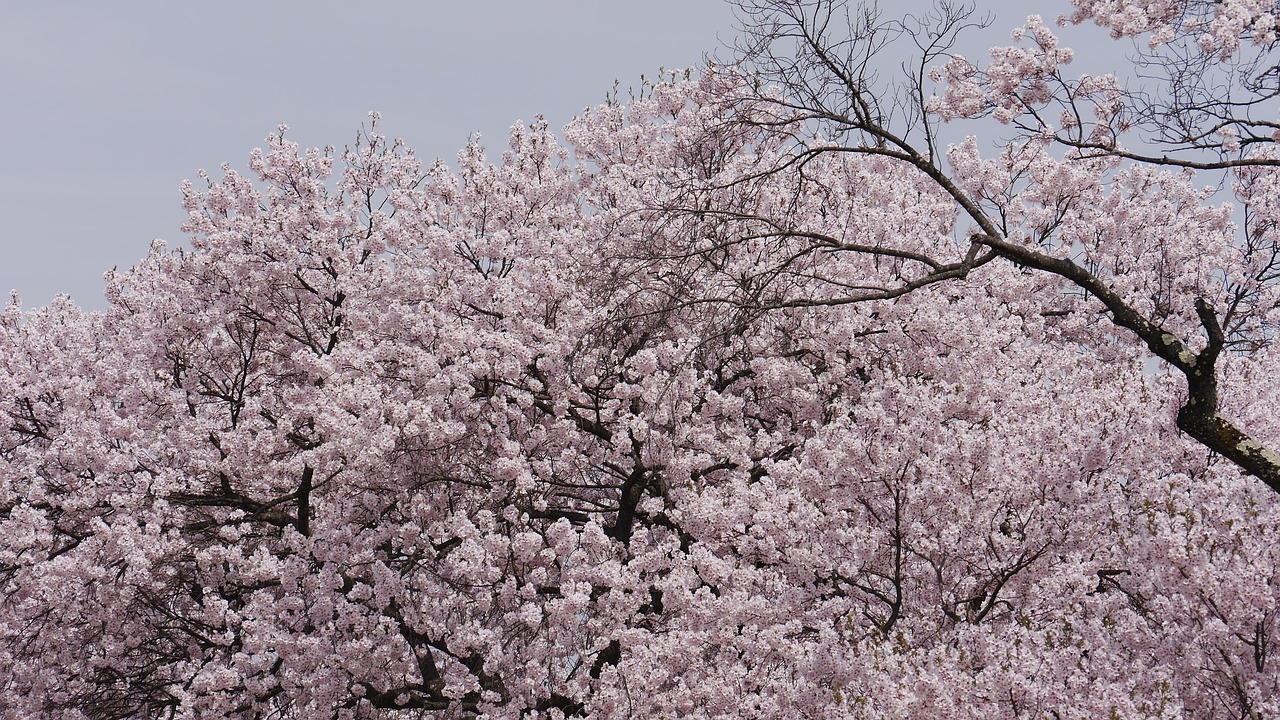 Pohon Sakura Mekar Penuh Bunga - Foto gratis di Pixabay - Pixabay