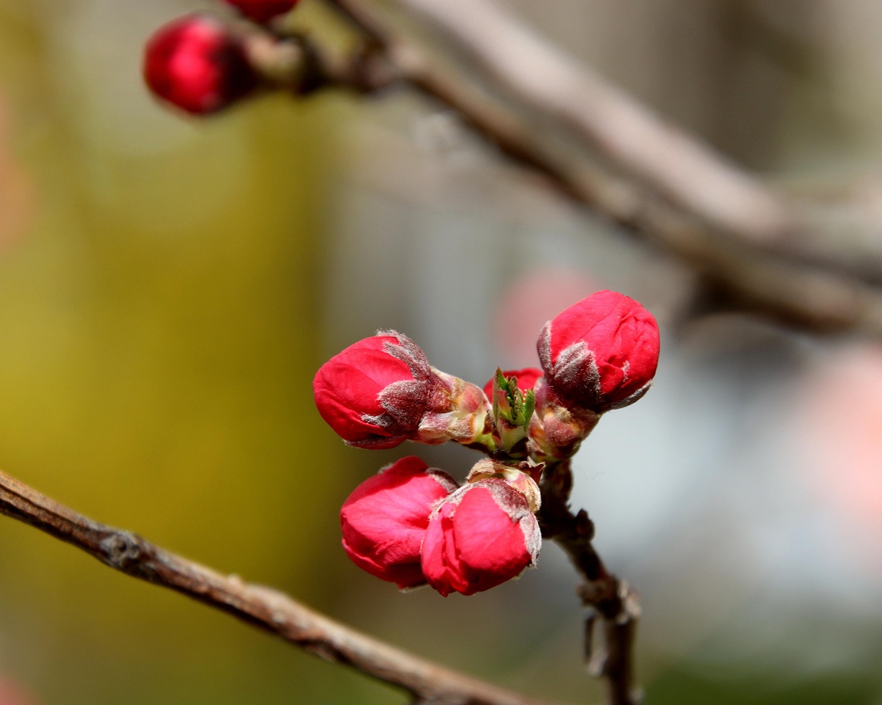 Flowers Spring Flora - Free photo on Pixabay - Pixabay