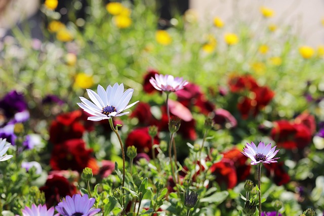 玛格丽特角 花朵 植物 Pixabay上的免费照片 Pixabay