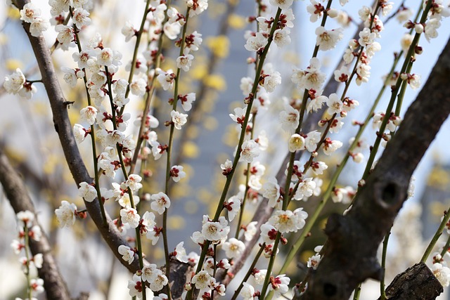 Plum Blossom Flowers Spring - Free photo on Pixabay