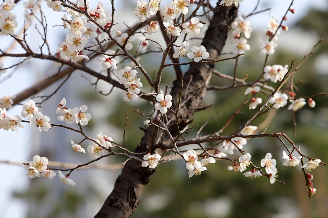 Plum Blossom Flowers Spring - Free photo on Pixabay