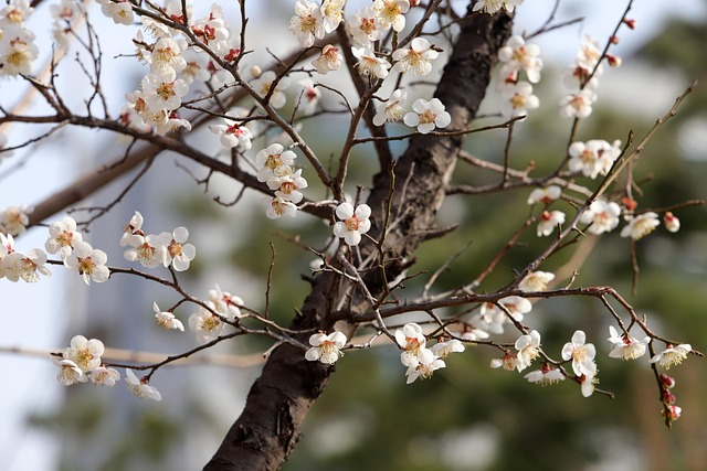 Plum Blossom Flowers Spring - Free photo on Pixabay