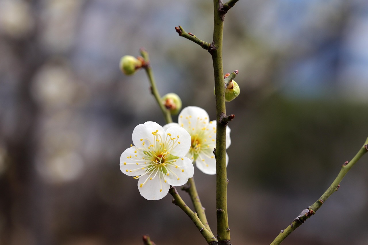 Plum Blossom Flowers Spring - Free photo on Pixabay