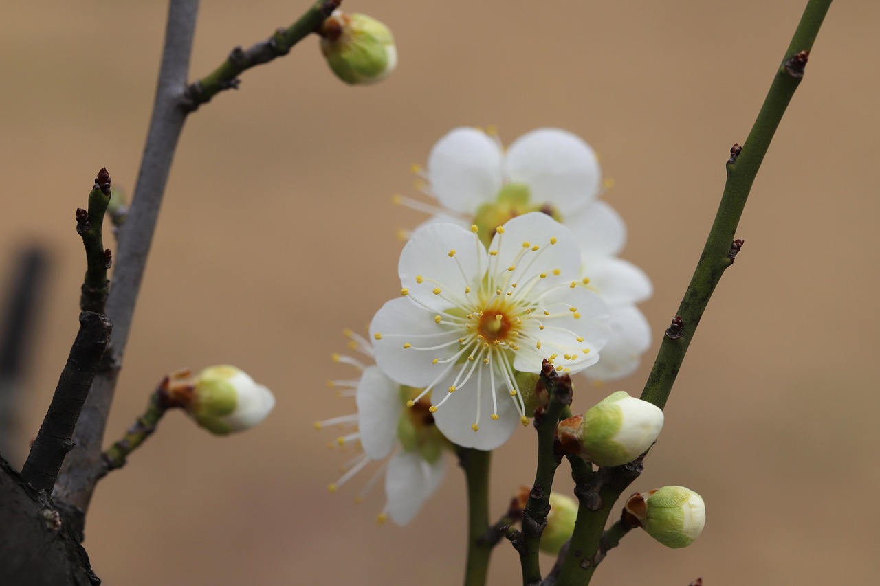 Plum Blossom Flowers Spring - Free photo on Pixabay - Pixabay
